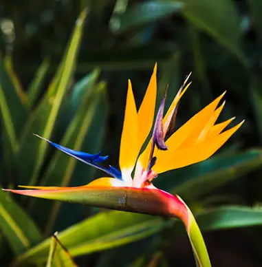 Bird of Paradise Fragrance Oil - FizzleMeThat